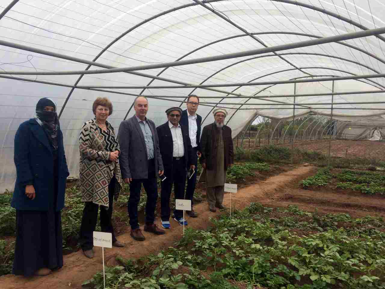 Netherlands keen to help Pakistan grow salt-tolerant potatoes - Salt ...